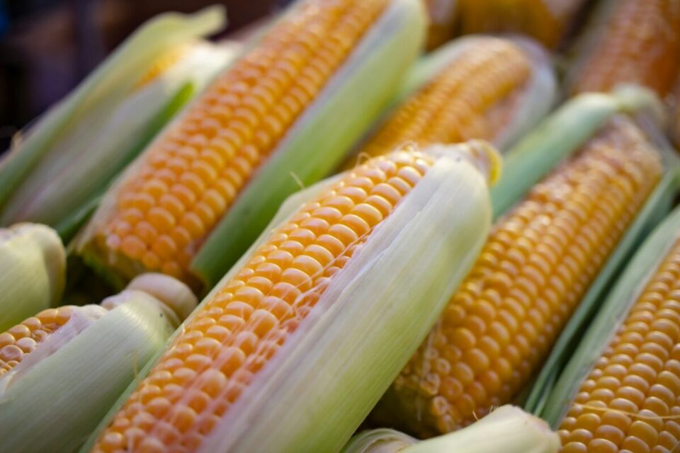 Is Corn Bad for the Environment?