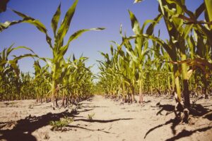 Is Corn Bad for the Environment?