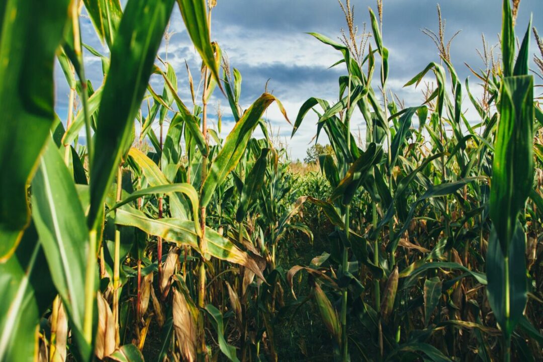 Is Corn Bad for the Environment?