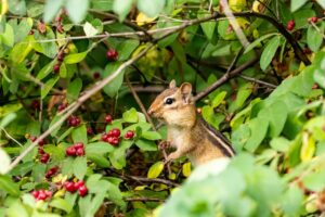 When Do Chipmunks Come Out of Hibernation? Seasonal Patterns Unveiled