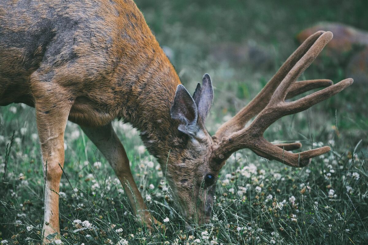 Do Deer Eat Petunias? What You Should Know