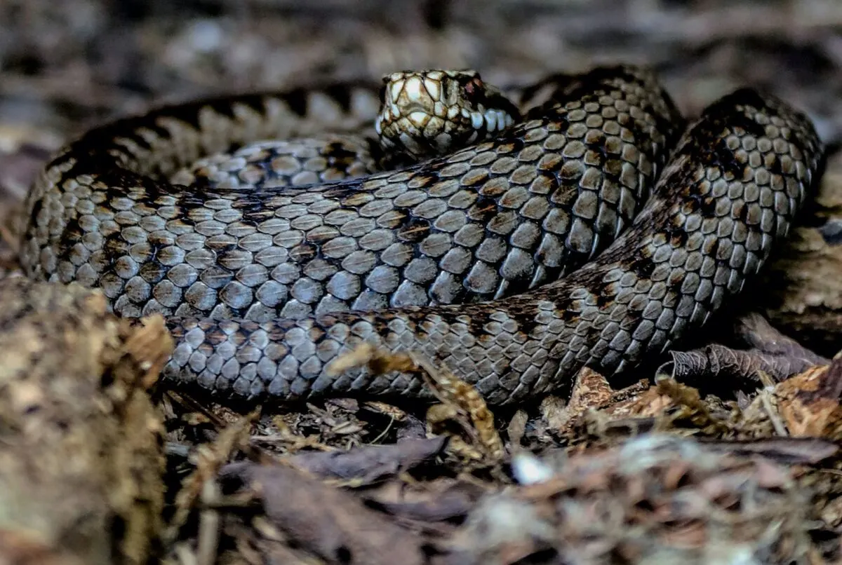 Are There Alligators in Europe? Here's What to Know