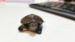Are There Alligators in Europe? Here's What to Know