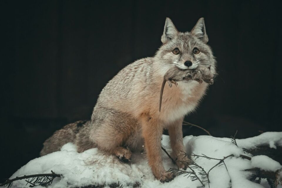 What Do Foxes Eat? Understanding the Diet of These Cunning Creatures