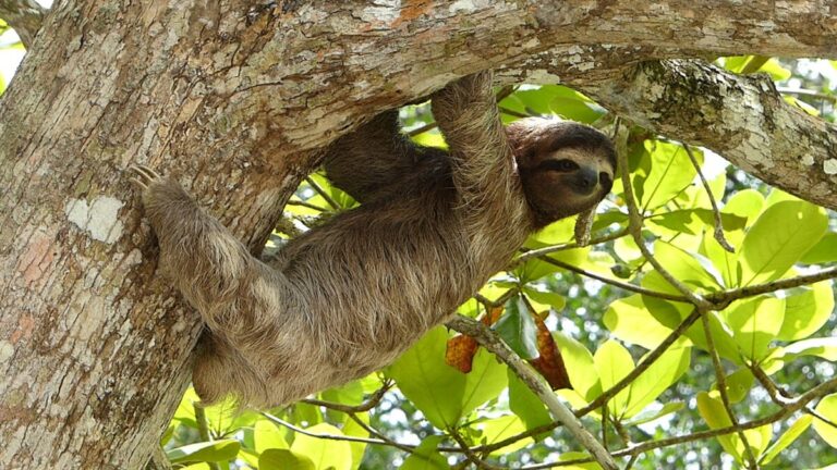 Sloths: Cute or Dangerous? Facts You Need to Know