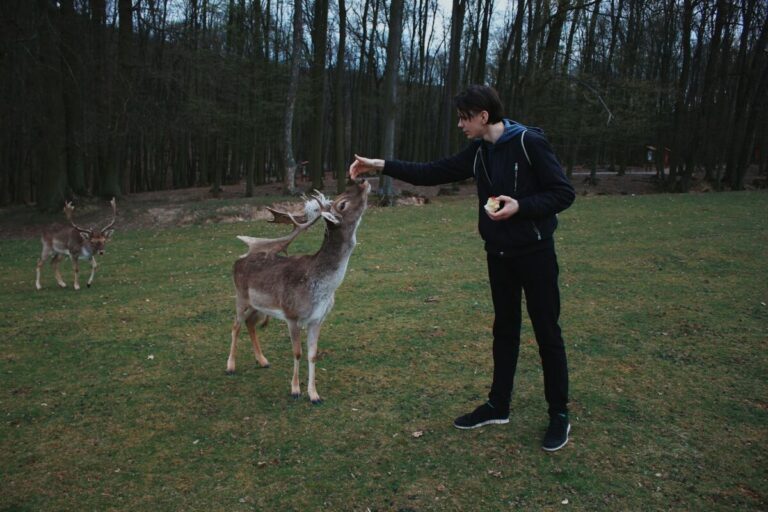 Are Deer Friendly? Understanding Deer Behavior Towards Humans and Other ...