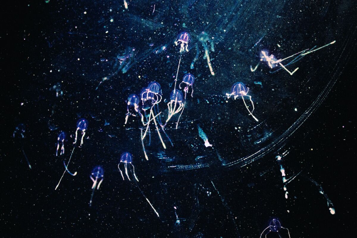 What is Bioluminescence? Nature's Living Light Explained