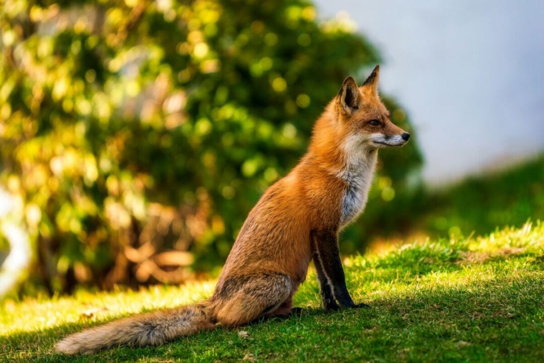 What Do Foxes Eat? Understanding the Diet of These Cunning Creatures