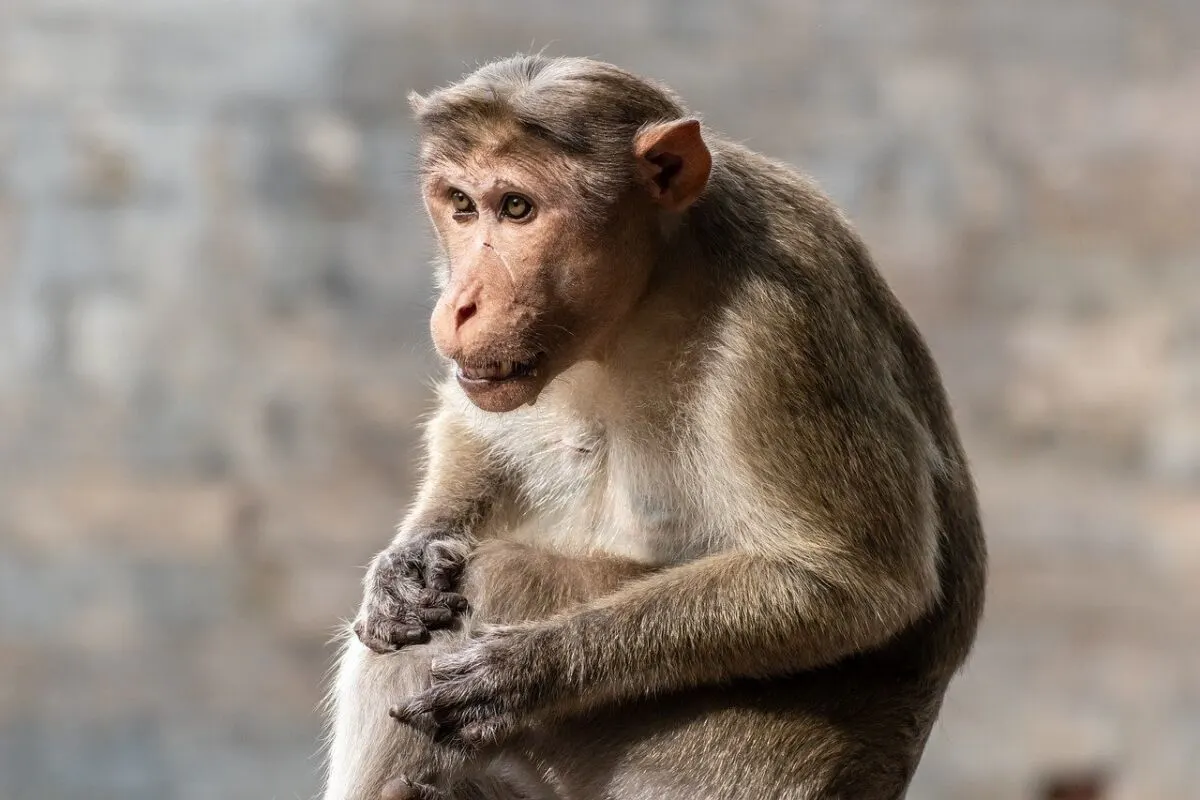 Why Do Monkeys Steal Babies? The Fascinating Phenomenon
