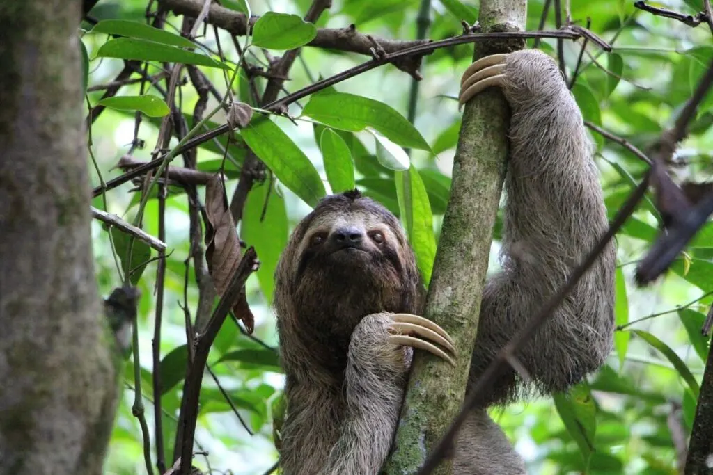 Sloths: Cute or Dangerous? Facts You Need to Know