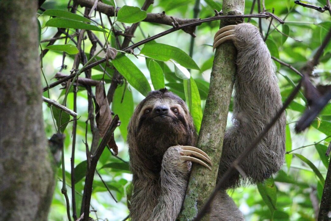 Sloths: Cute or Dangerous? Facts You Need to Know