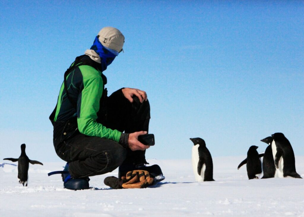 The Surprising Ways Penguins Can Be Dangerous to Humans