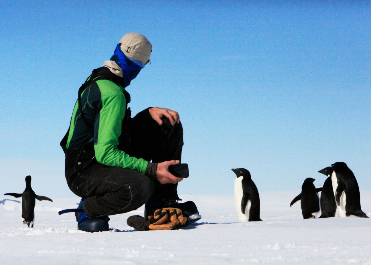 The Surprising Ways Penguins Can Be Dangerous to Humans