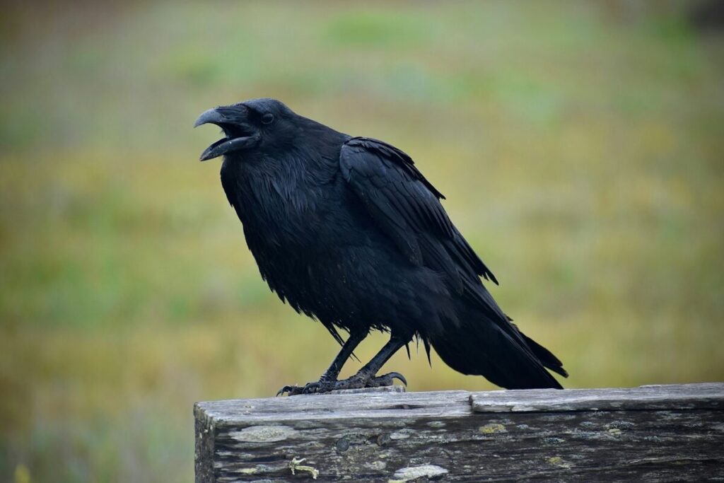Crow vs Raven: Understanding the Key Differences
