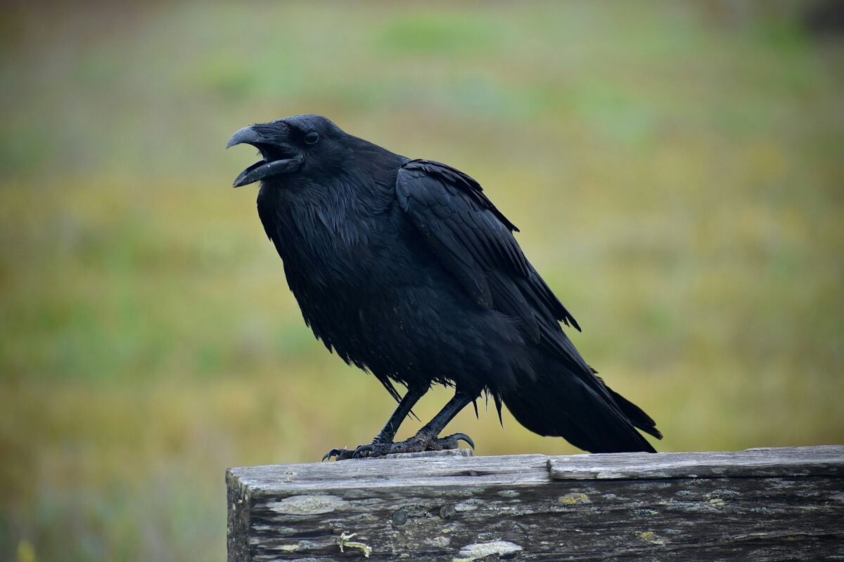 Crow vs Raven: Understanding the Key Differences