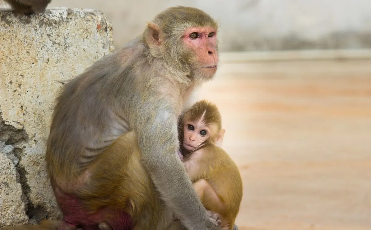 Why Do Monkeys Steal Babies? The Fascinating Phenomenon