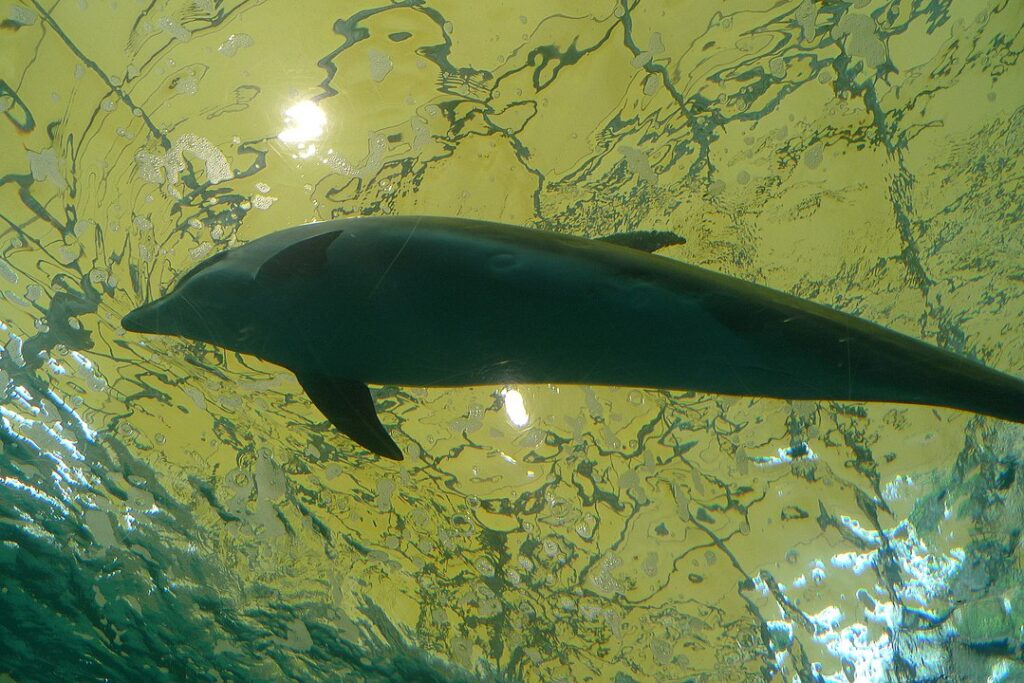 Taiji Dolphin Hunting