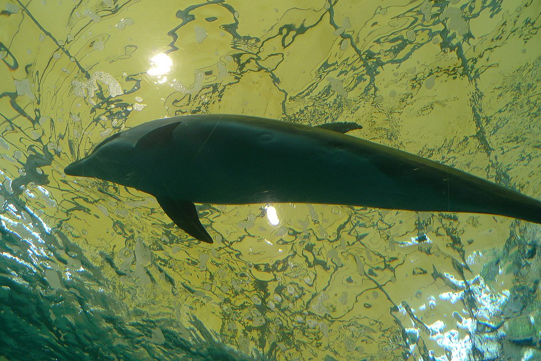Taiji Dolphin Hunting
