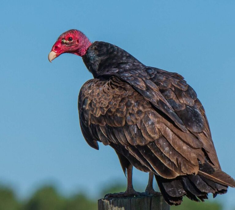 Discover the Wild: 10 Common Animals in Minnesota