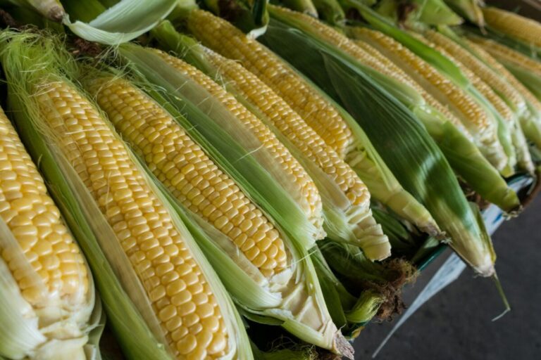 Is Corn Bad for the Environment?